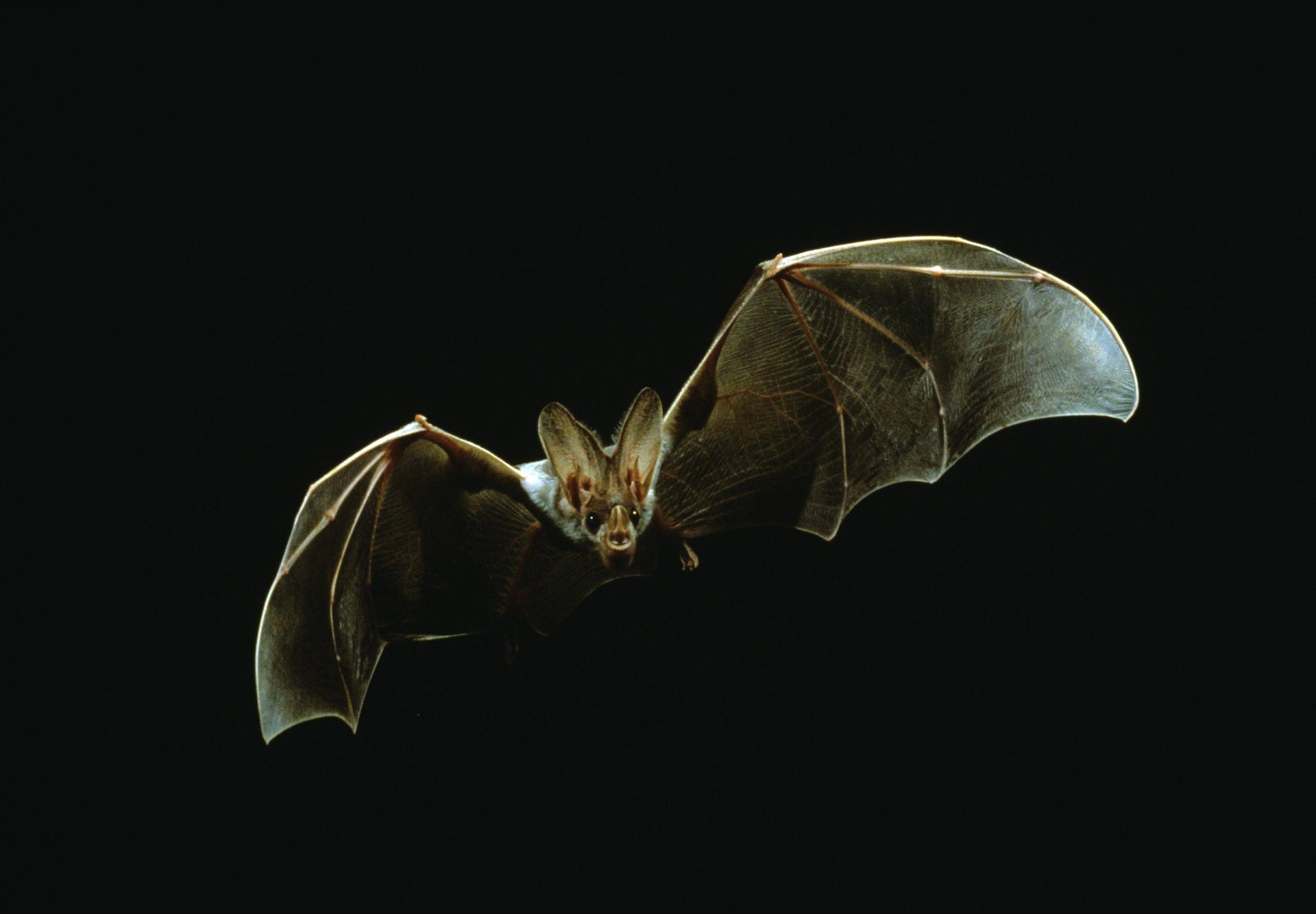 Ghost bat Macroderma gigas one of the world s two largest insectivorous ...